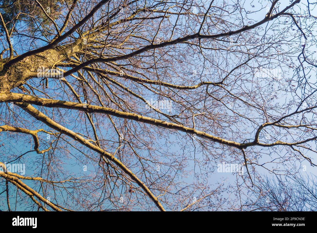 Tree viewed from directly below hi-res stock photography and images - Alamy