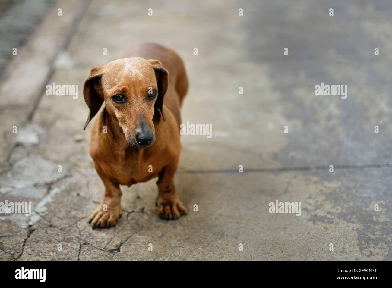 Brown Dachshund High Resolution Stock Photography and Images - Alamy