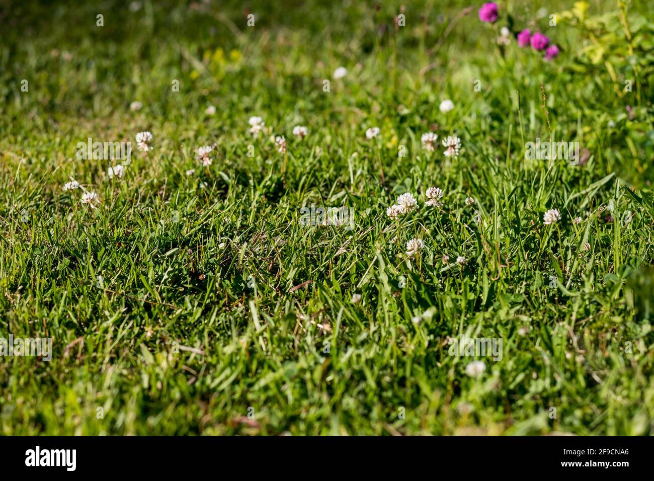 White clover in the green grass. Fresh summer or spring background ...