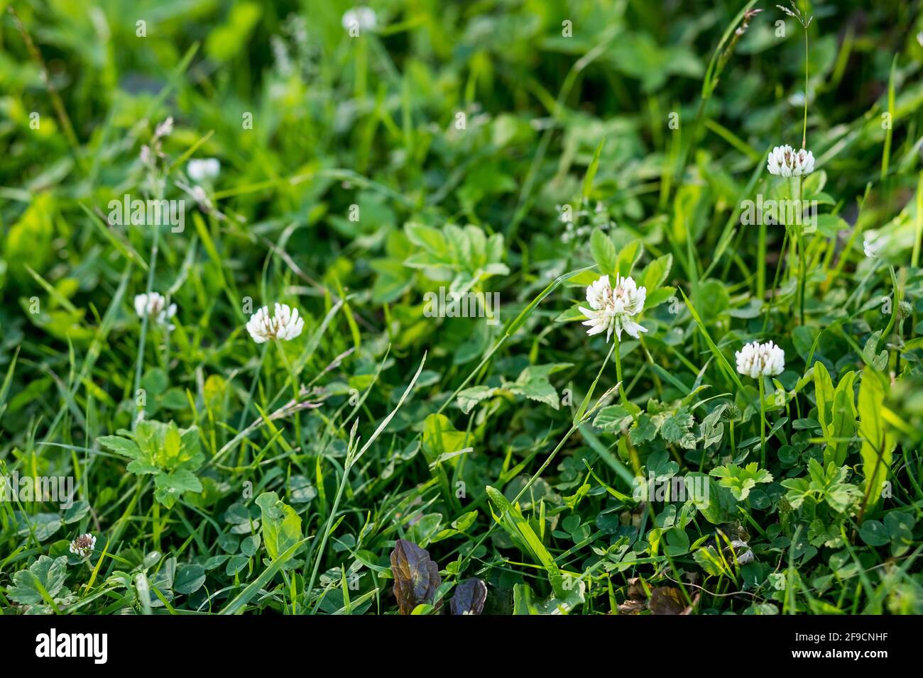 White clover in the green grass. Fresh summer or spring background ...