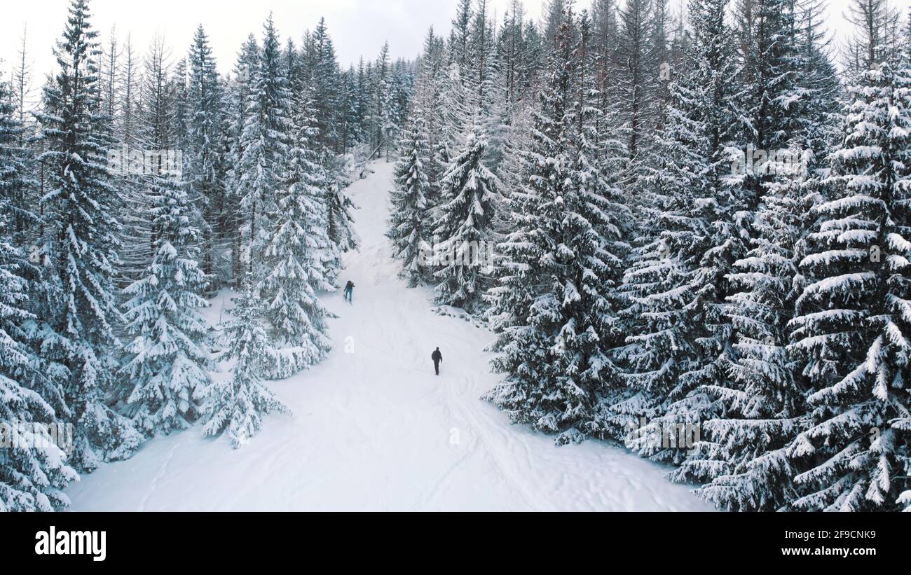 Snowy Evergreen Forest