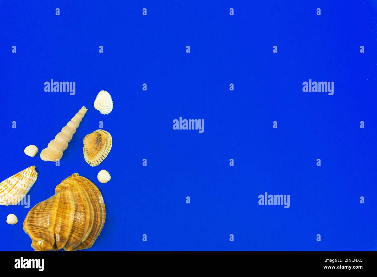 Seashell flat lay composition on a blue background with copy space, top ...