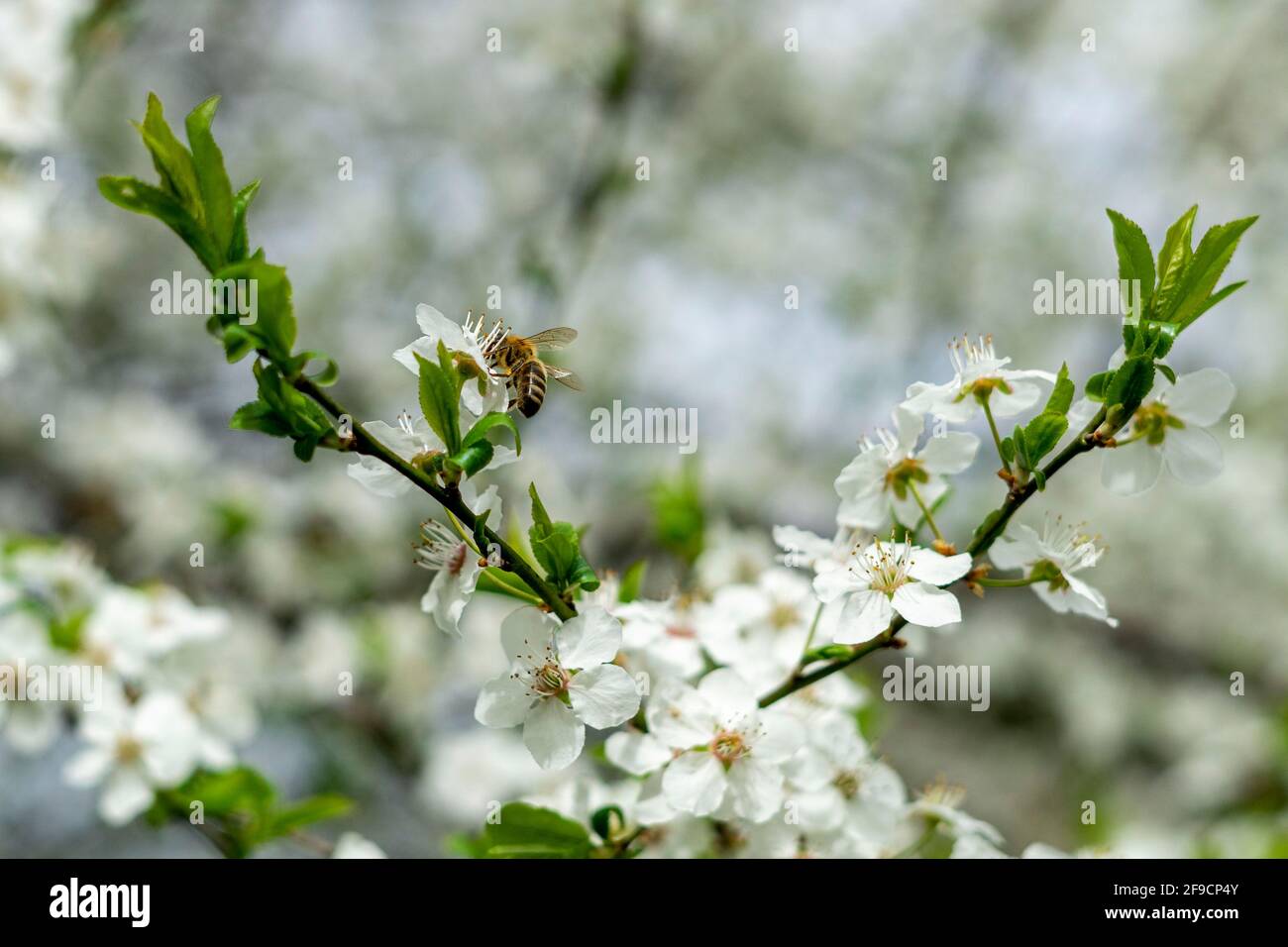 Carniolan honey bee hi-res stock photography and images - Alamy