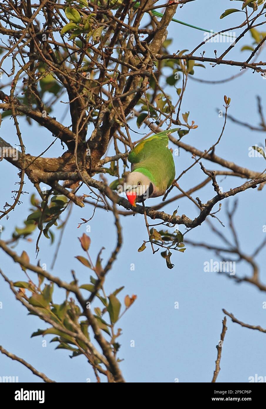 Red-breasted Parakeet (Psittacula alexandri fasciata) adult male ...