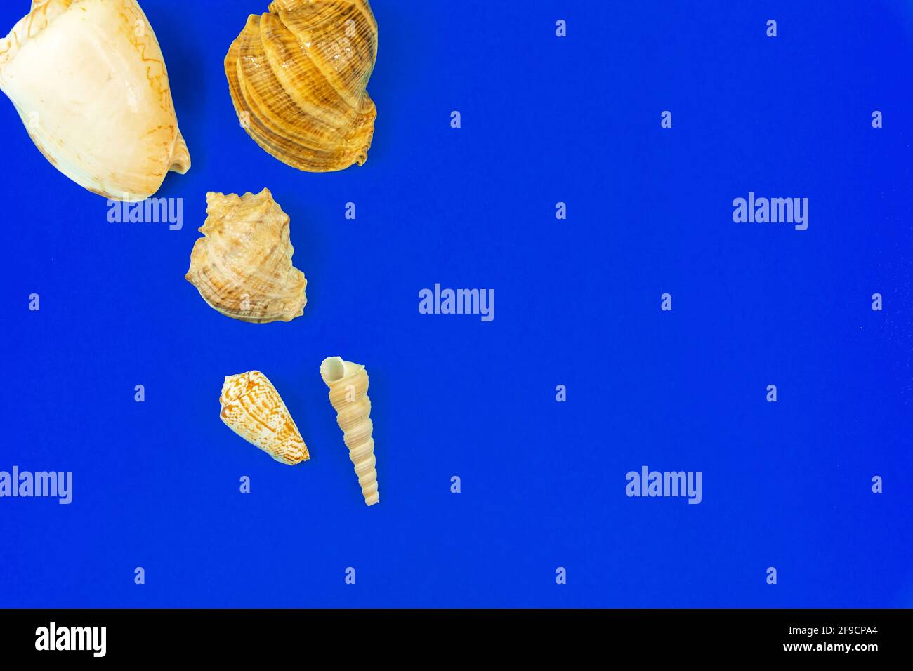 Seashell flat lay composition on a blue background with copy space, top ...
