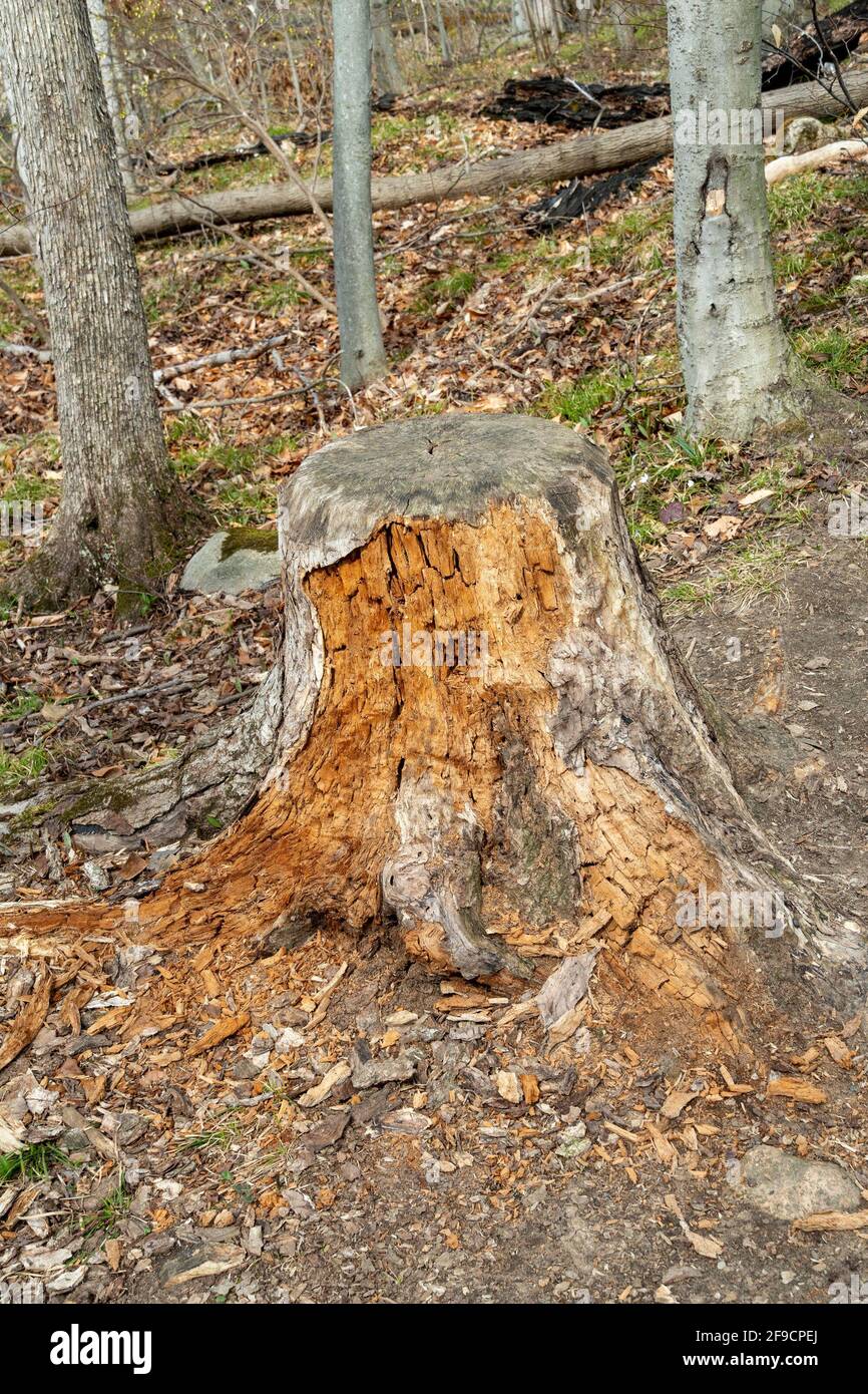 Stump close-up, in the forest, crumbles into small dust infected with ...