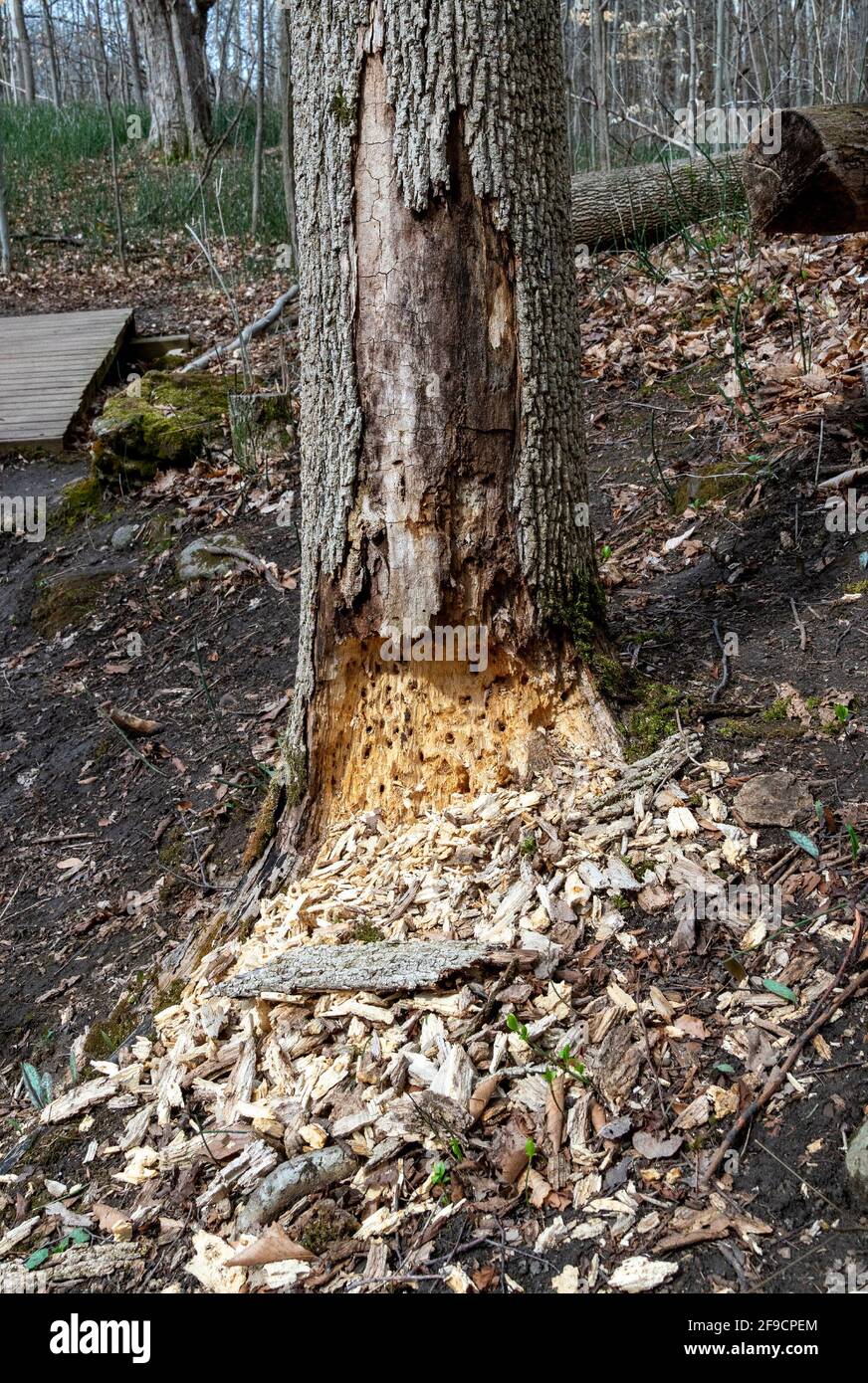 Wood eating beetle hi-res stock photography and images - Alamy