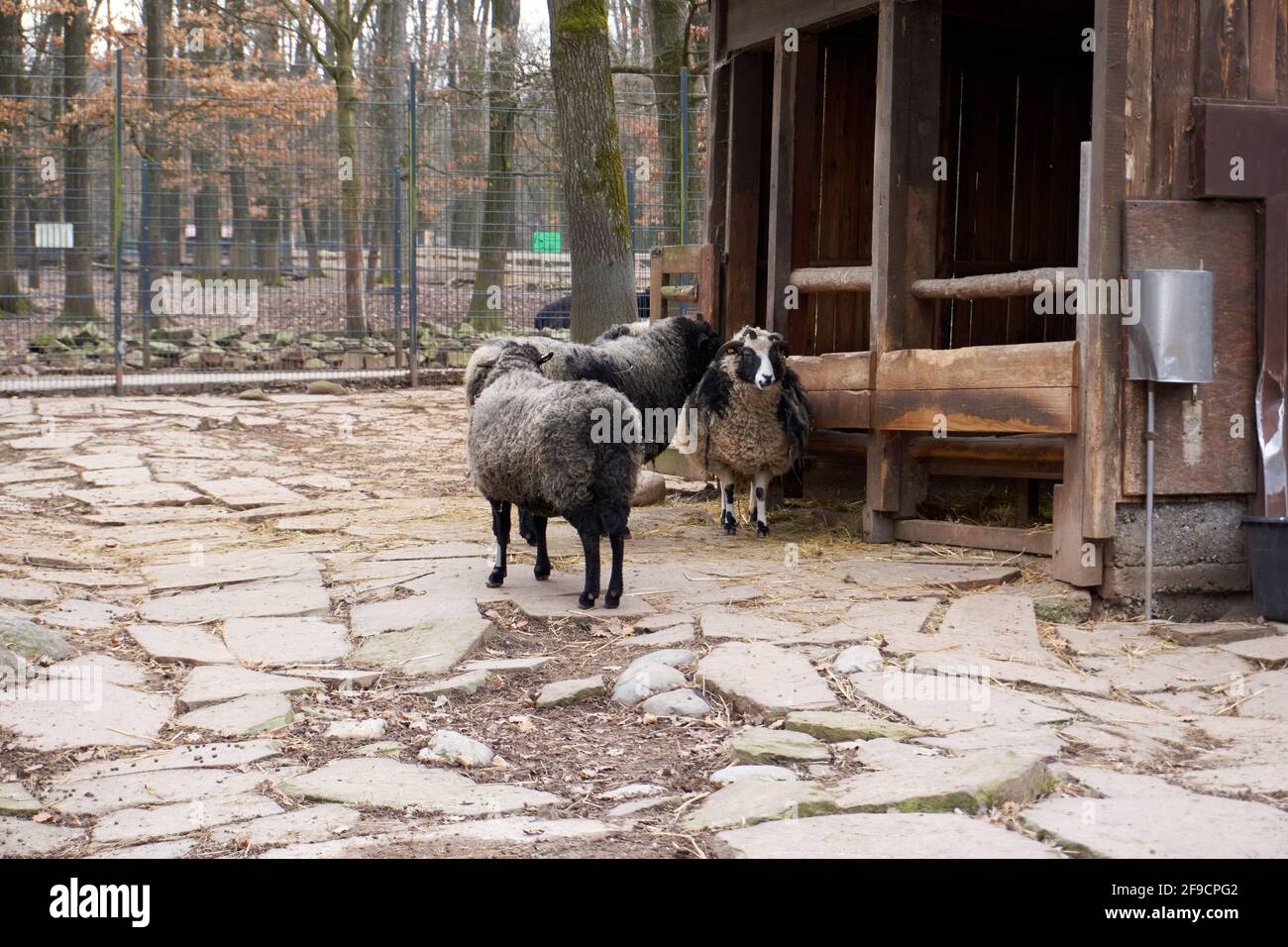 Animal farm fleece hoof wool hi-res stock photography and images - Alamy