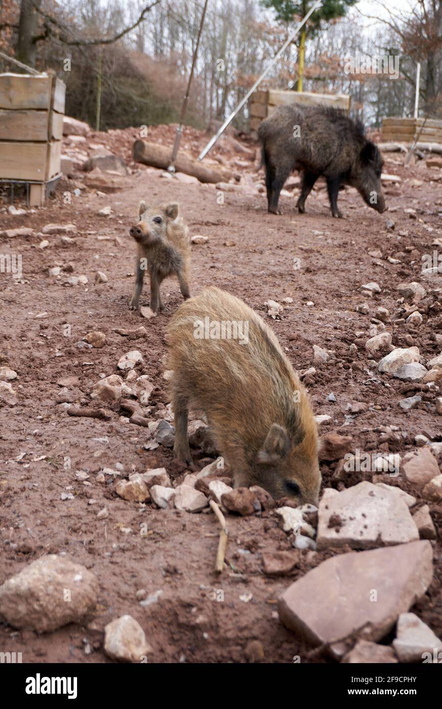 Boar behind tree hi-res stock photography and images - Alamy