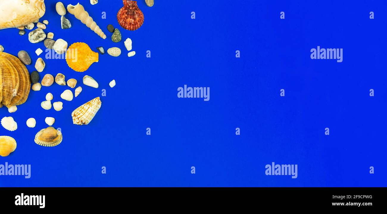 Seashell flat lay composition on a blue background with copy space, top ...