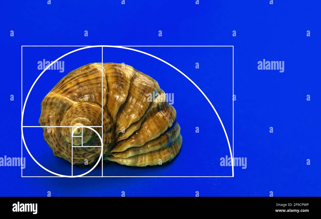 Golden ration hi-res stock photography and images - Alamy