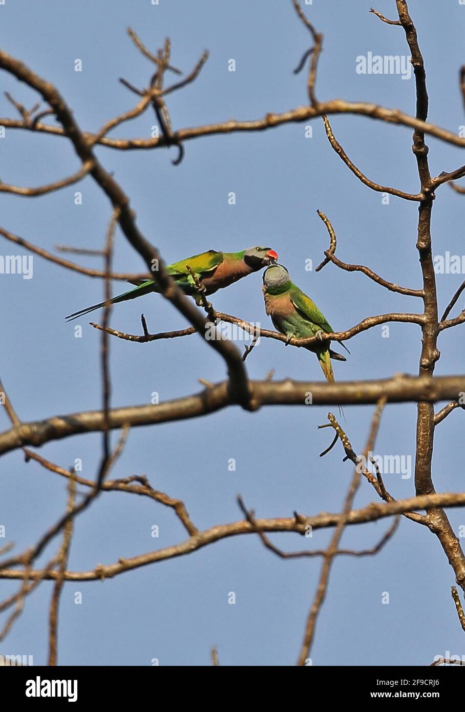 Red-breasted Parakeet (Psittacula alexandri fasciata) pair courtship ...
