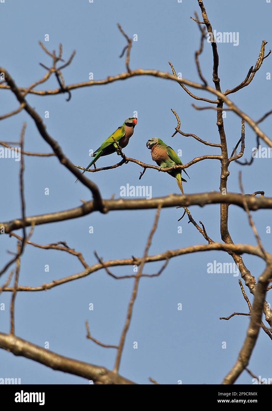 Red-breasted Parakeet (Psittacula alexandri fasciata) pair courtship ...