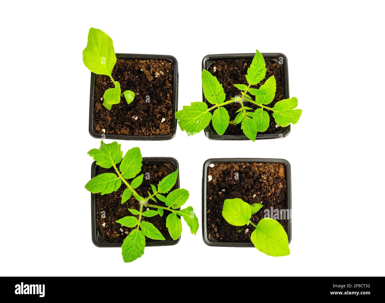 Plastic seedling containers with soil, growing vegetable seedlings ...