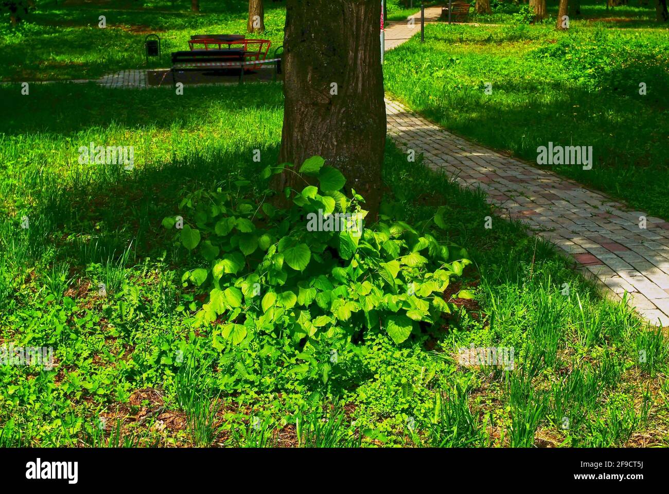 Park walk tiles floor hi-res stock photography and images - Alamy
