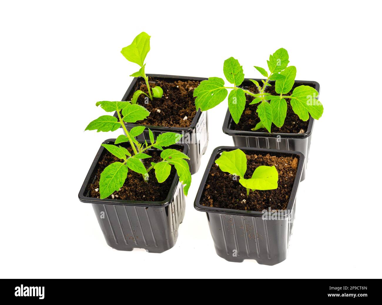 Plastic seedling containers with soil, growing vegetable seedlings ...