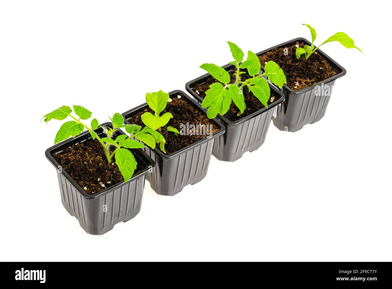 Plastic seedling containers with soil, growing vegetable seedlings ...