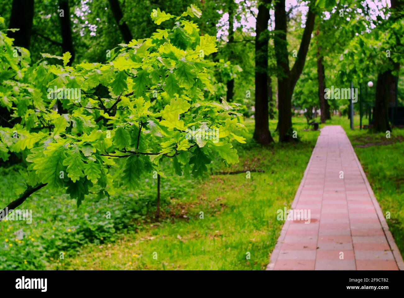 Park walk tiles floor hi-res stock photography and images - Alamy