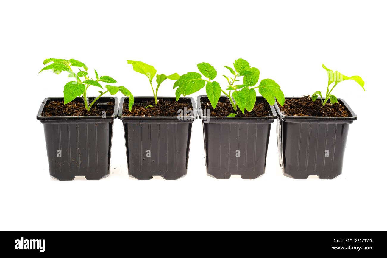 Plastic seedling containers with soil, growing vegetable seedlings ...