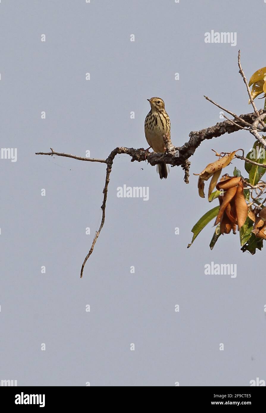 Red-throated Pipit (Anthus cervinus) adult perched on dead branch Ang ...