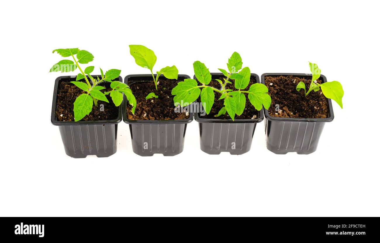 Plastic seedling containers with soil, growing vegetable seedlings ...