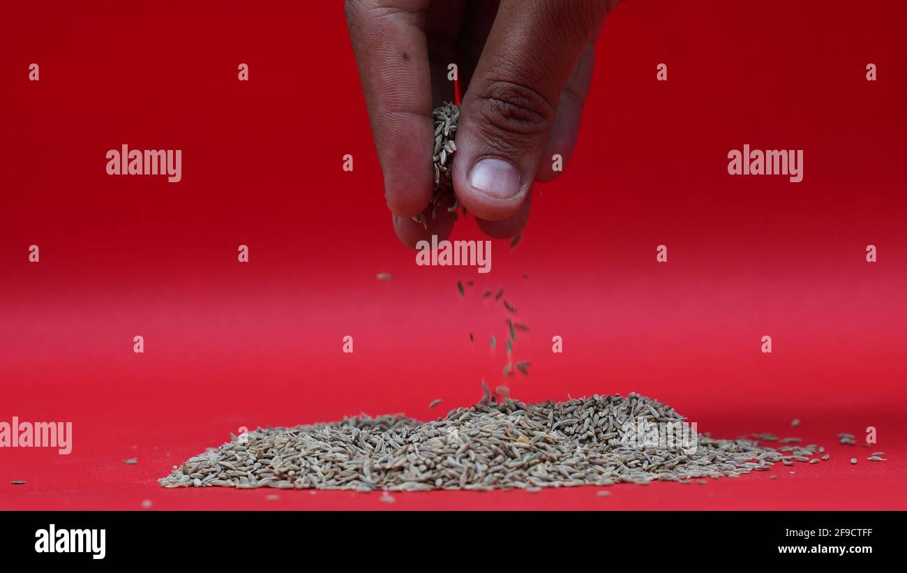 Person pouring seeds on hi-res stock photography and images - Alamy