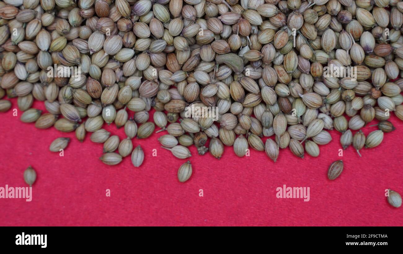Top view of dry coriander seeds on the red surface Stock Photo - Alamy