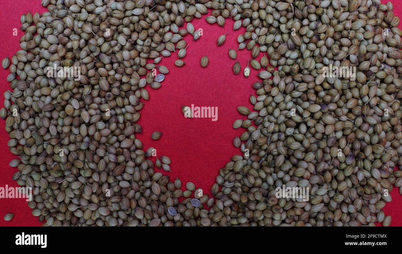 Top view of dry coriander seeds on the red surface Stock Photo - Alamy