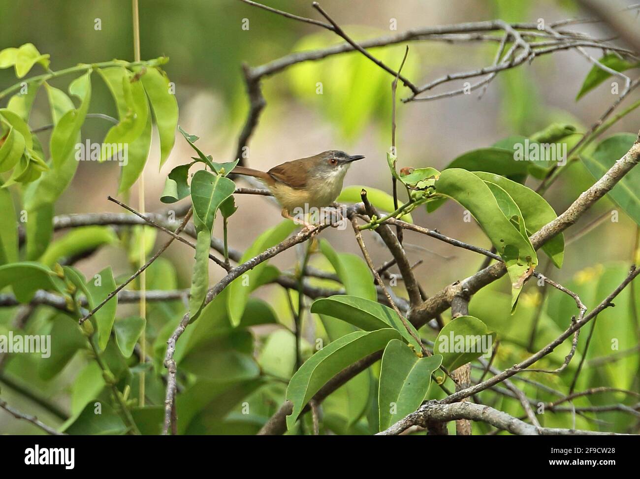 Prinia rufescens hi-res stock photography and images - Alamy