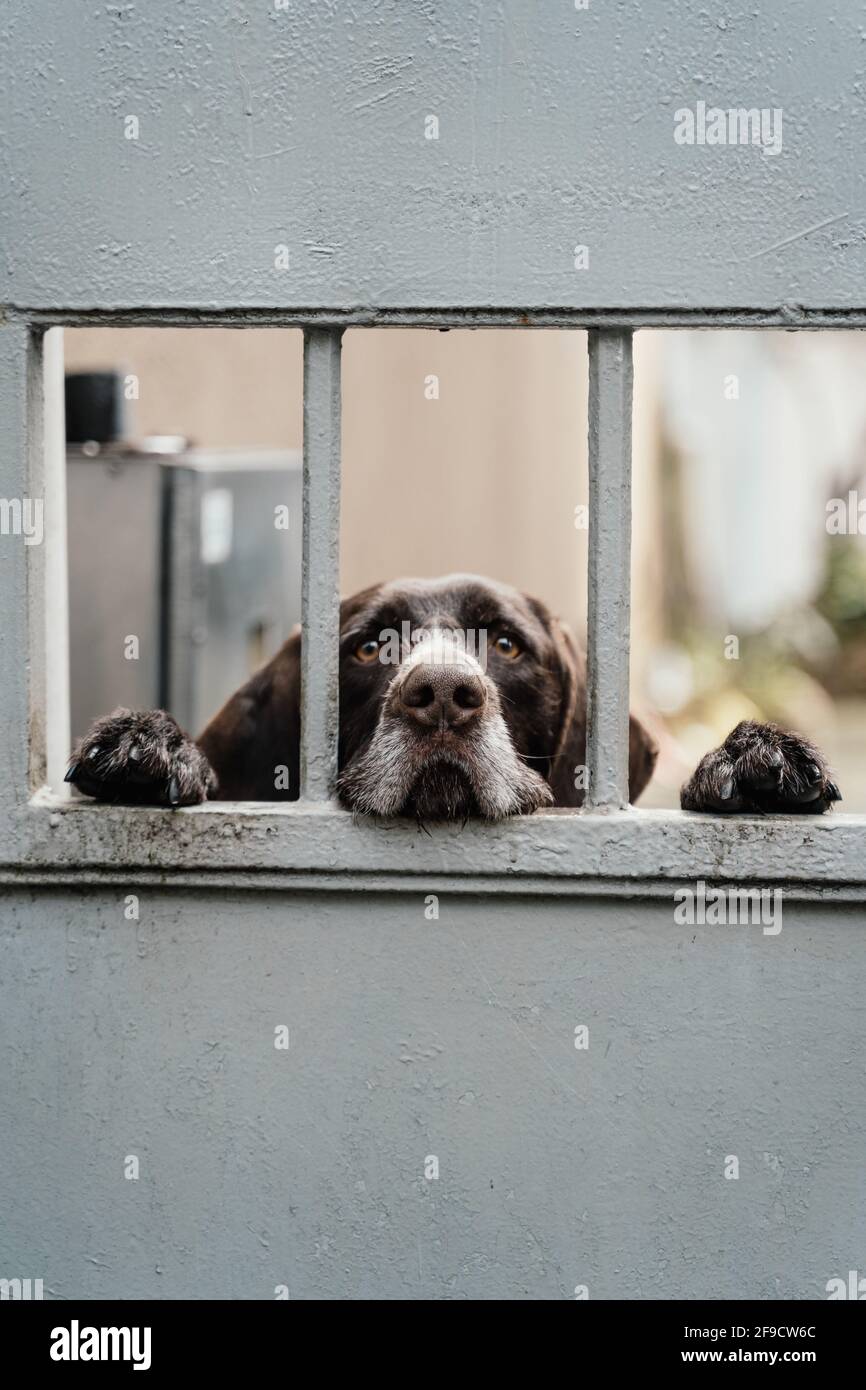 Cute iron gate hi-res stock photography and images - Alamy