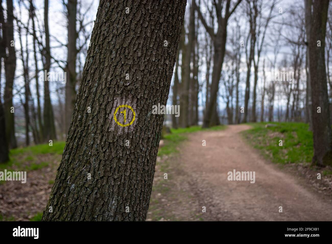 Hiking trail sign on a dark tree in the german forest at region ...