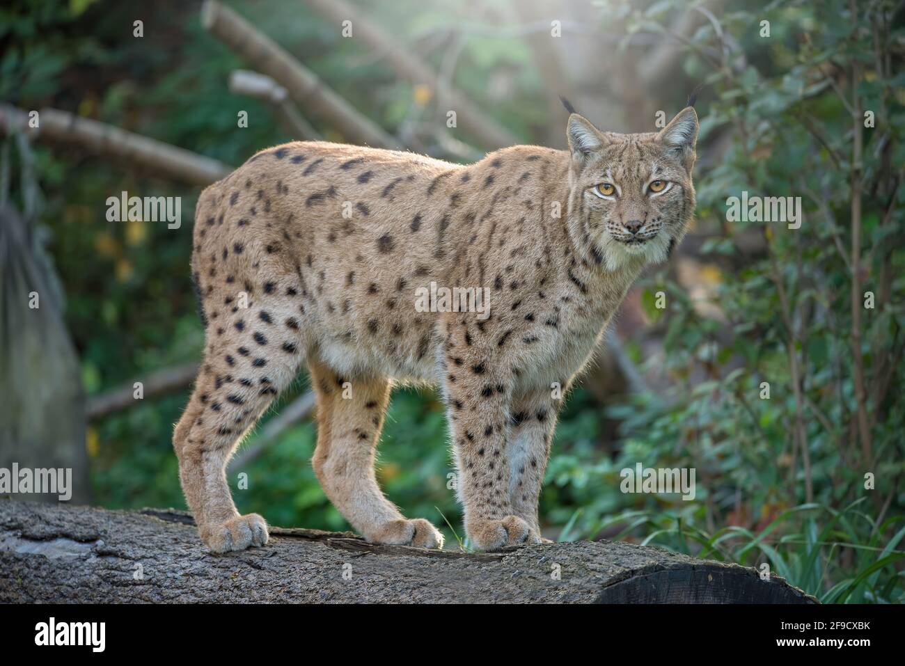 Lynx camouflage hi-res stock photography and images - Alamy