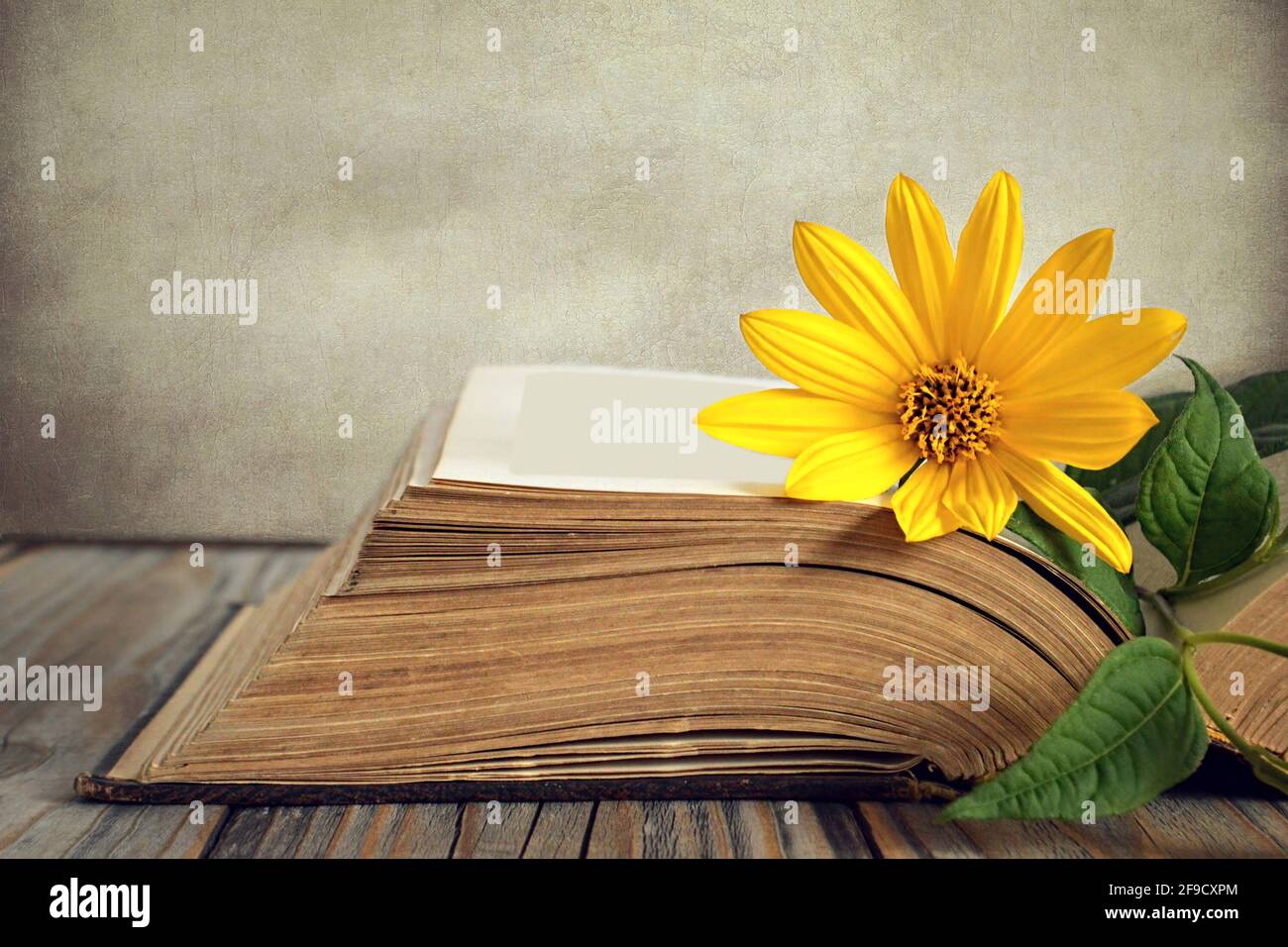 Yellow flower and open old book on grunge background Stock Photo - Alamy