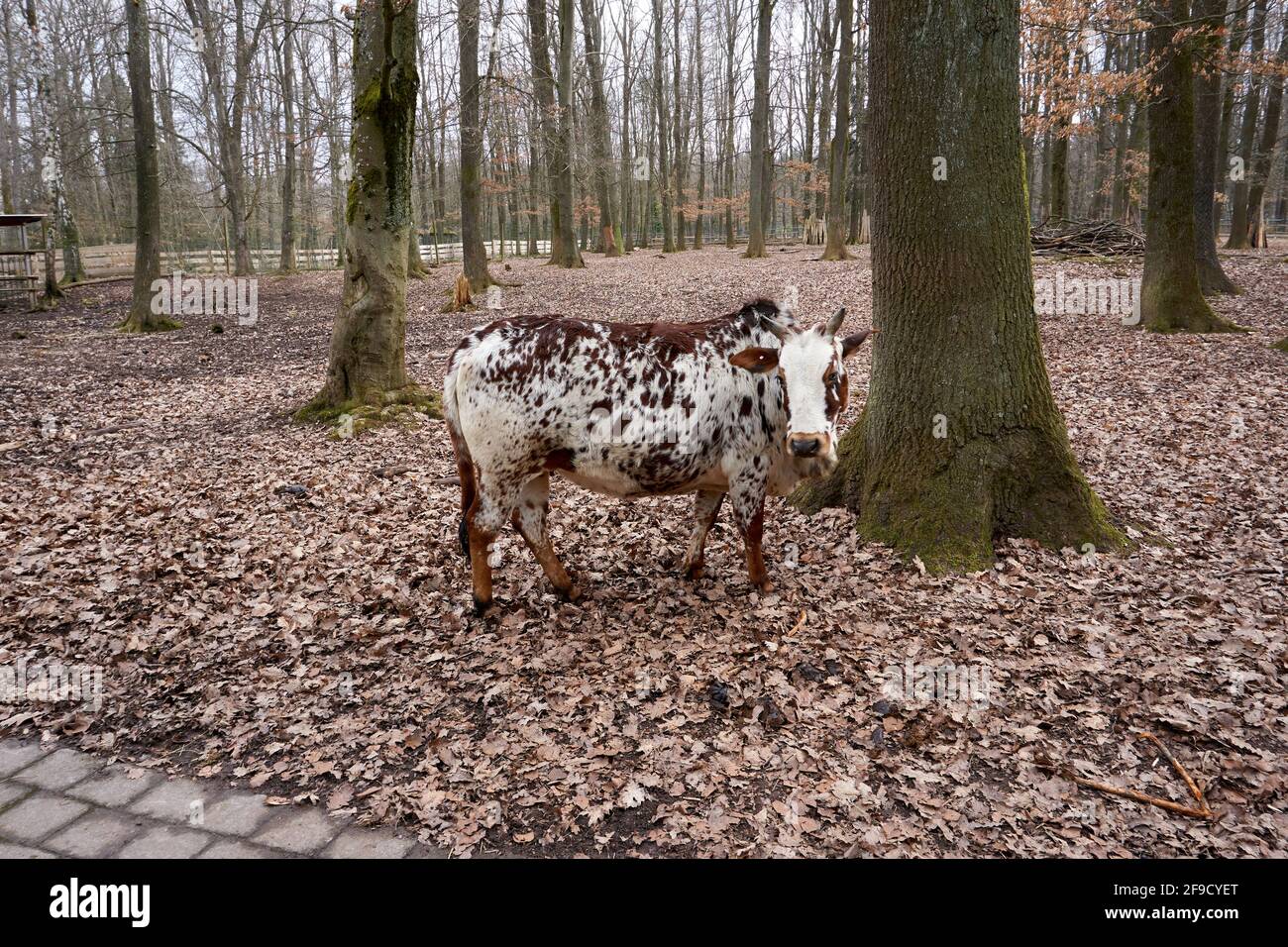 Hoof leaf hi-res stock photography and images - Alamy