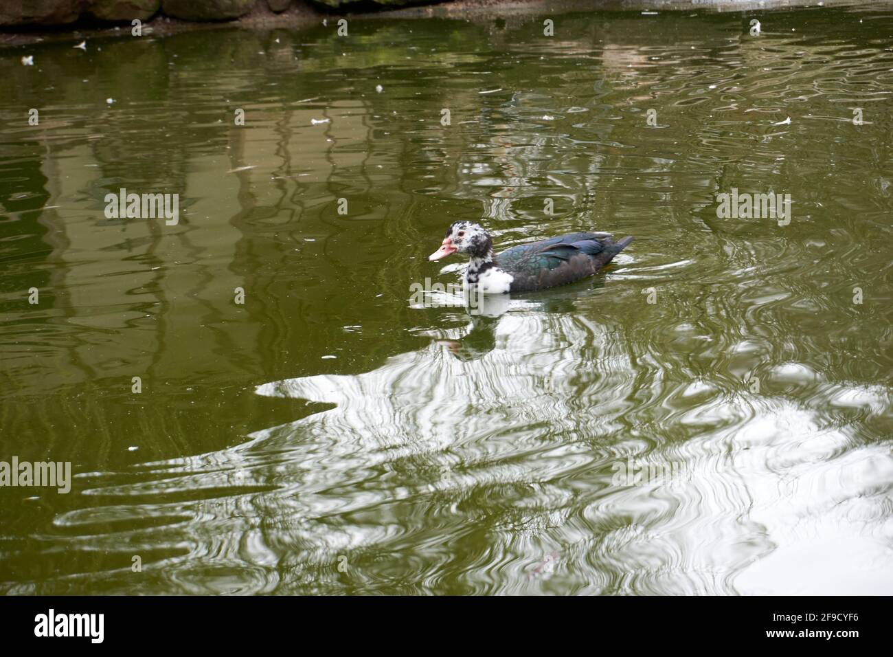 Red-eyed duck with gray, green and white spots swimming on a green lake ...