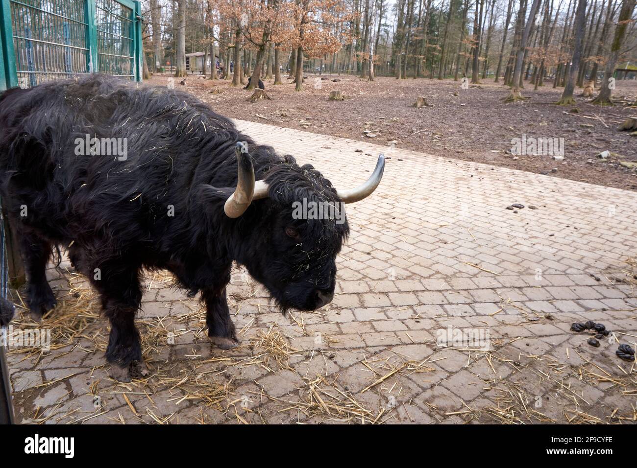 Shaggy domestic bull standing on pavement in a zoo cage with woodland ...