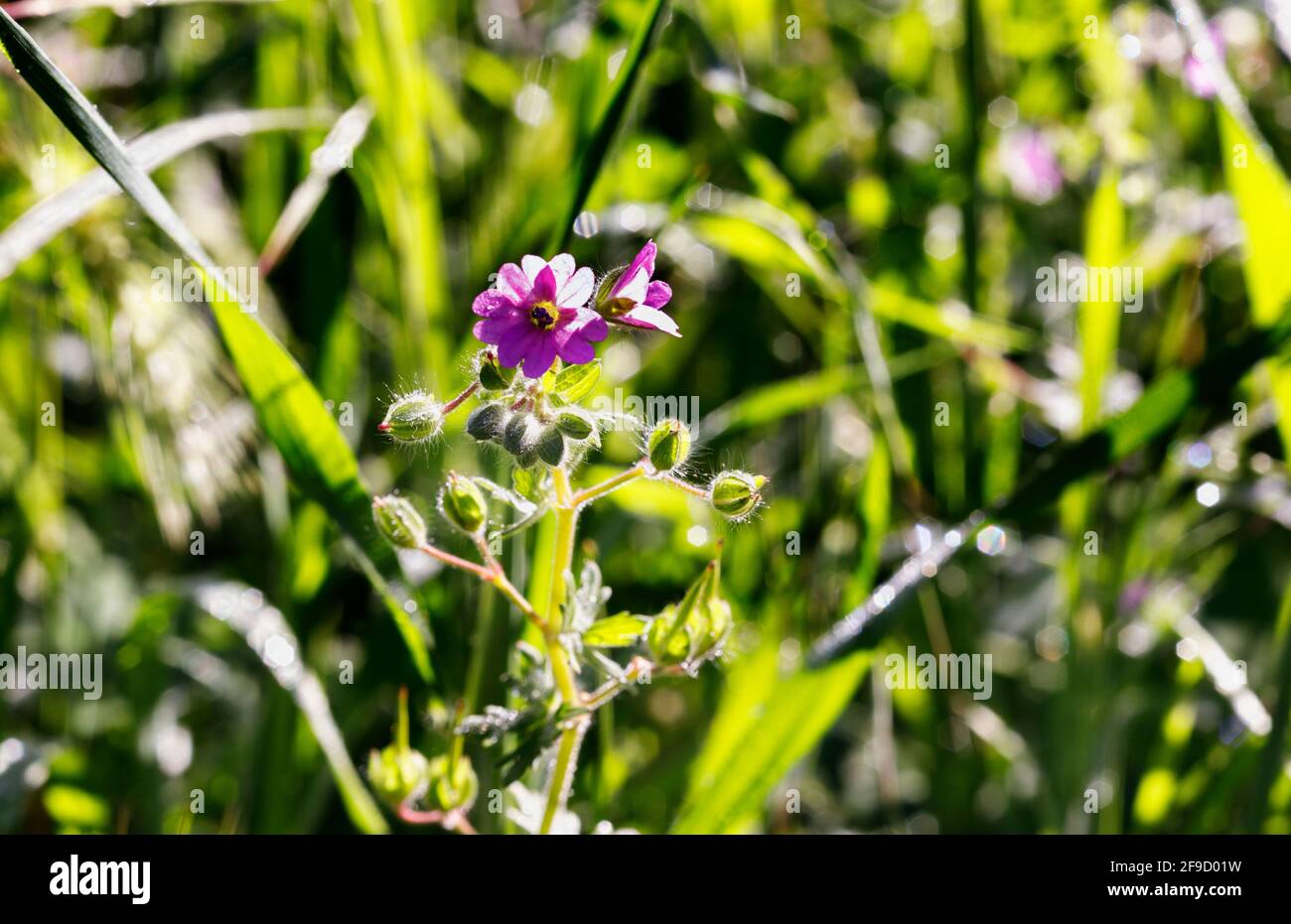 Pink flower of dovesfoot geranium -geranium molle -small springtime ...
