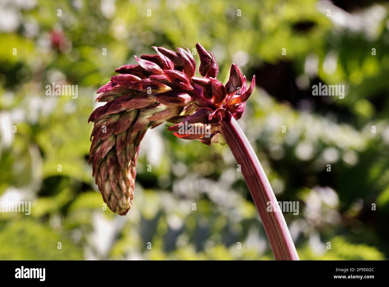 Red spike of melianthus major -giant honey flower -plant ,small tubolar ...