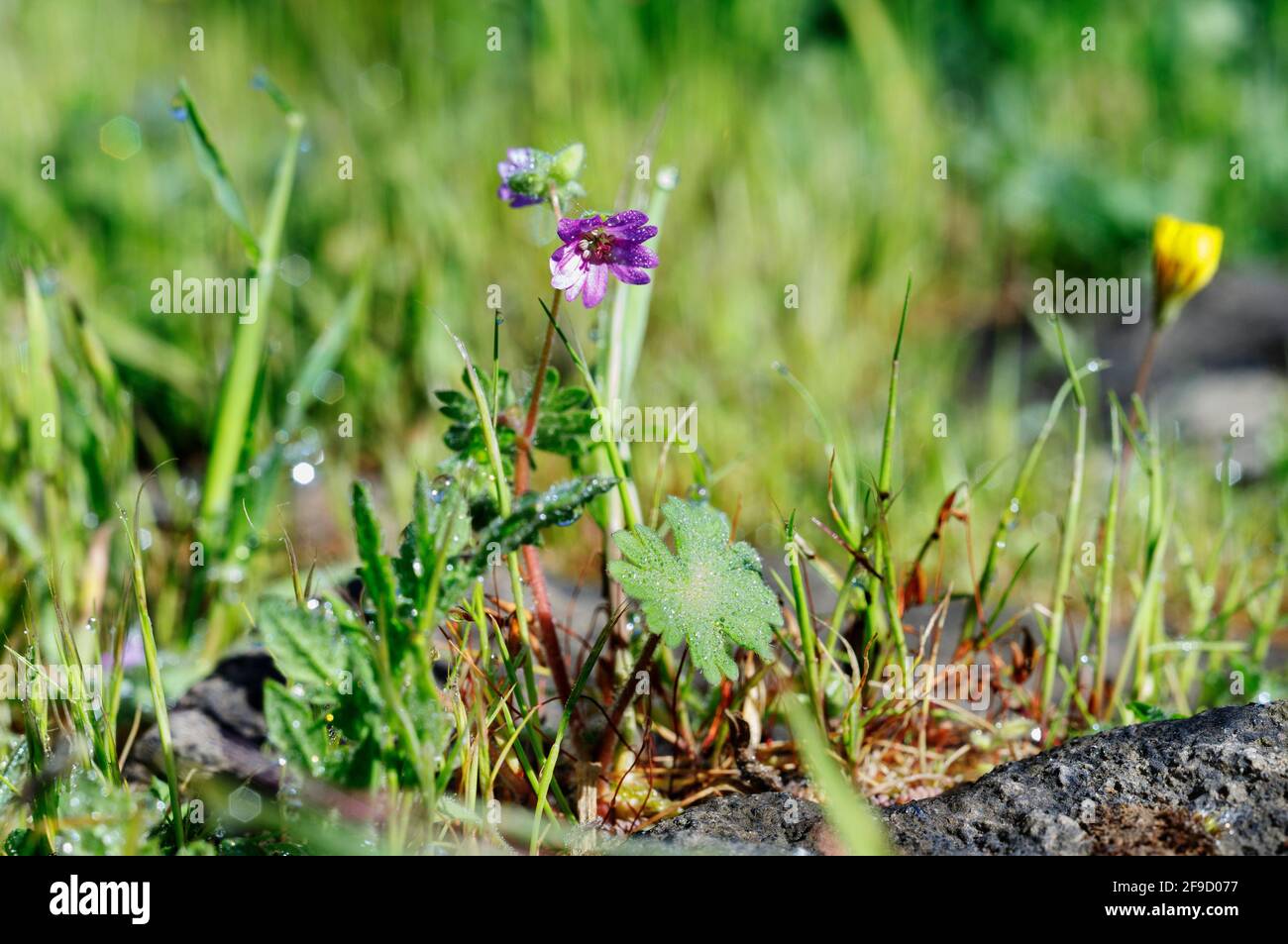 Pink flower of dovesfoot geranium -geranium molle -small springtime ...