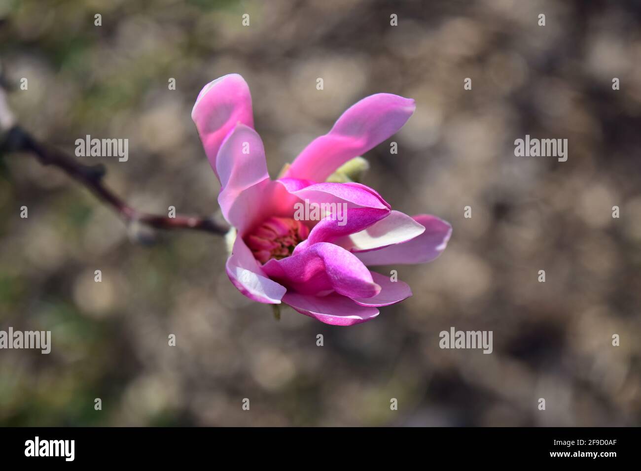 Beautiful pink magnolia flower (Magnolia sprengeri?) blooming in the ...