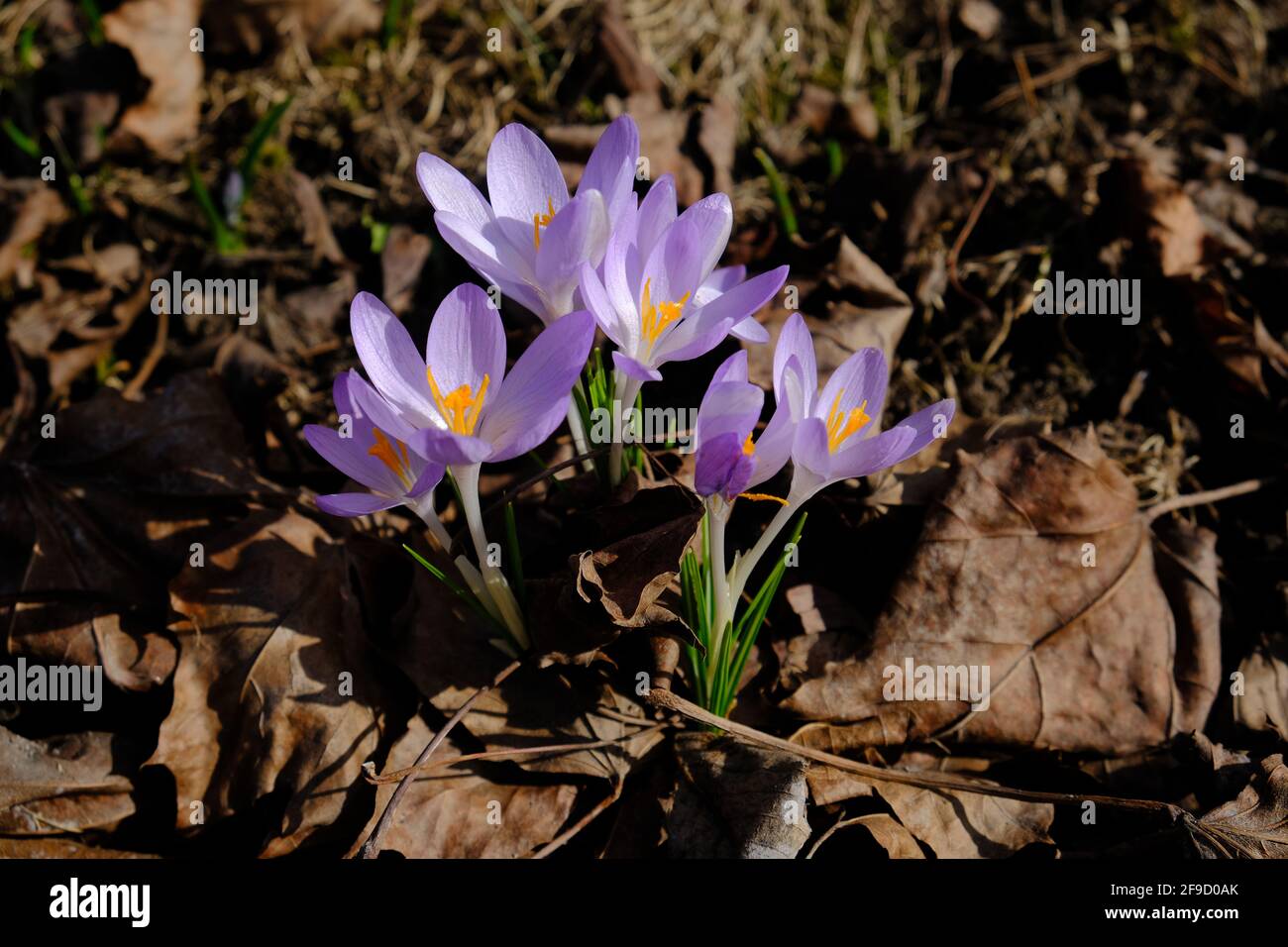 Wonderful lilac/purple petals of an early spring crocus (Crocus ...