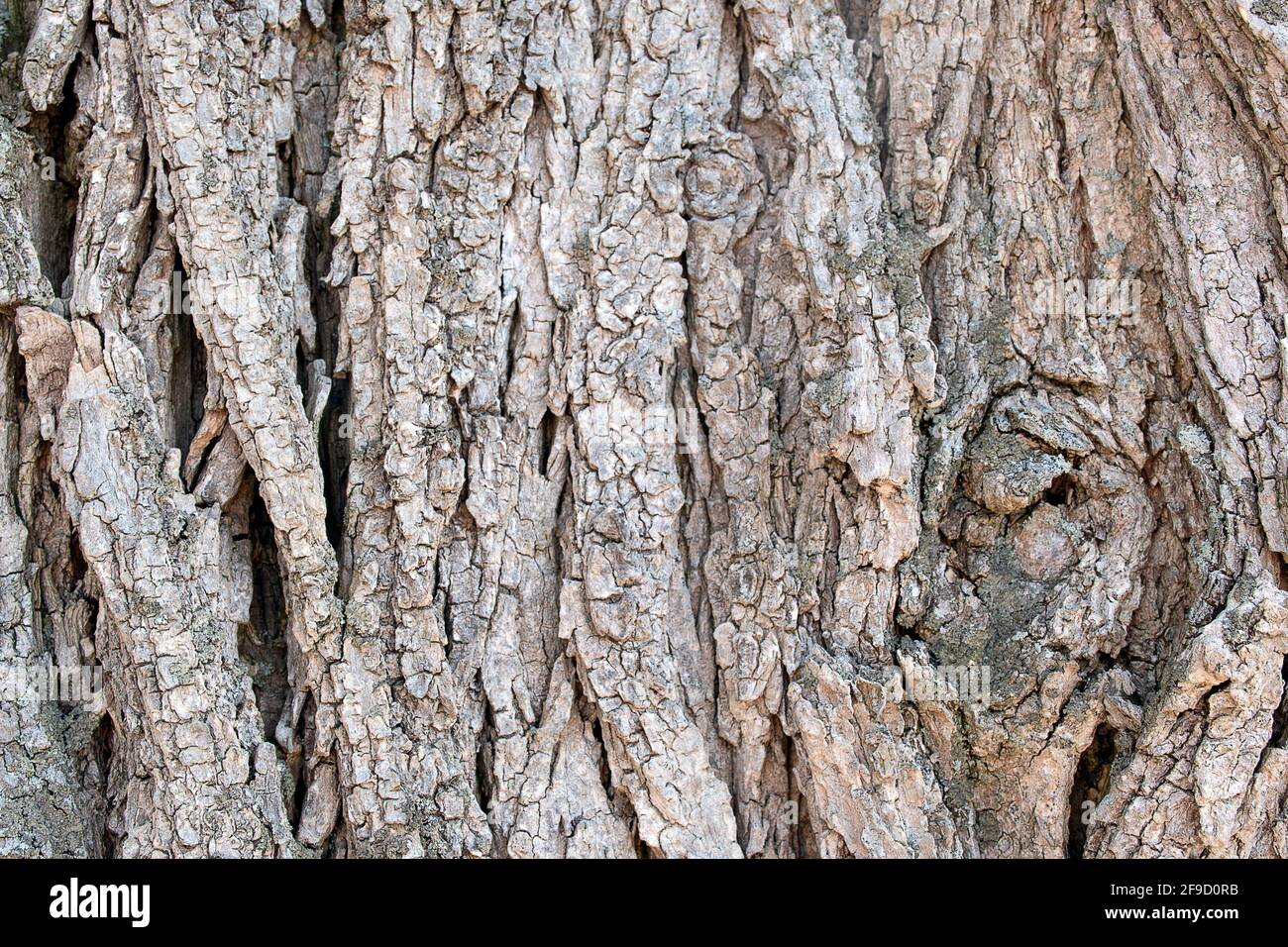 Close up of rough weathered tree bark Stock Photo - Alamy