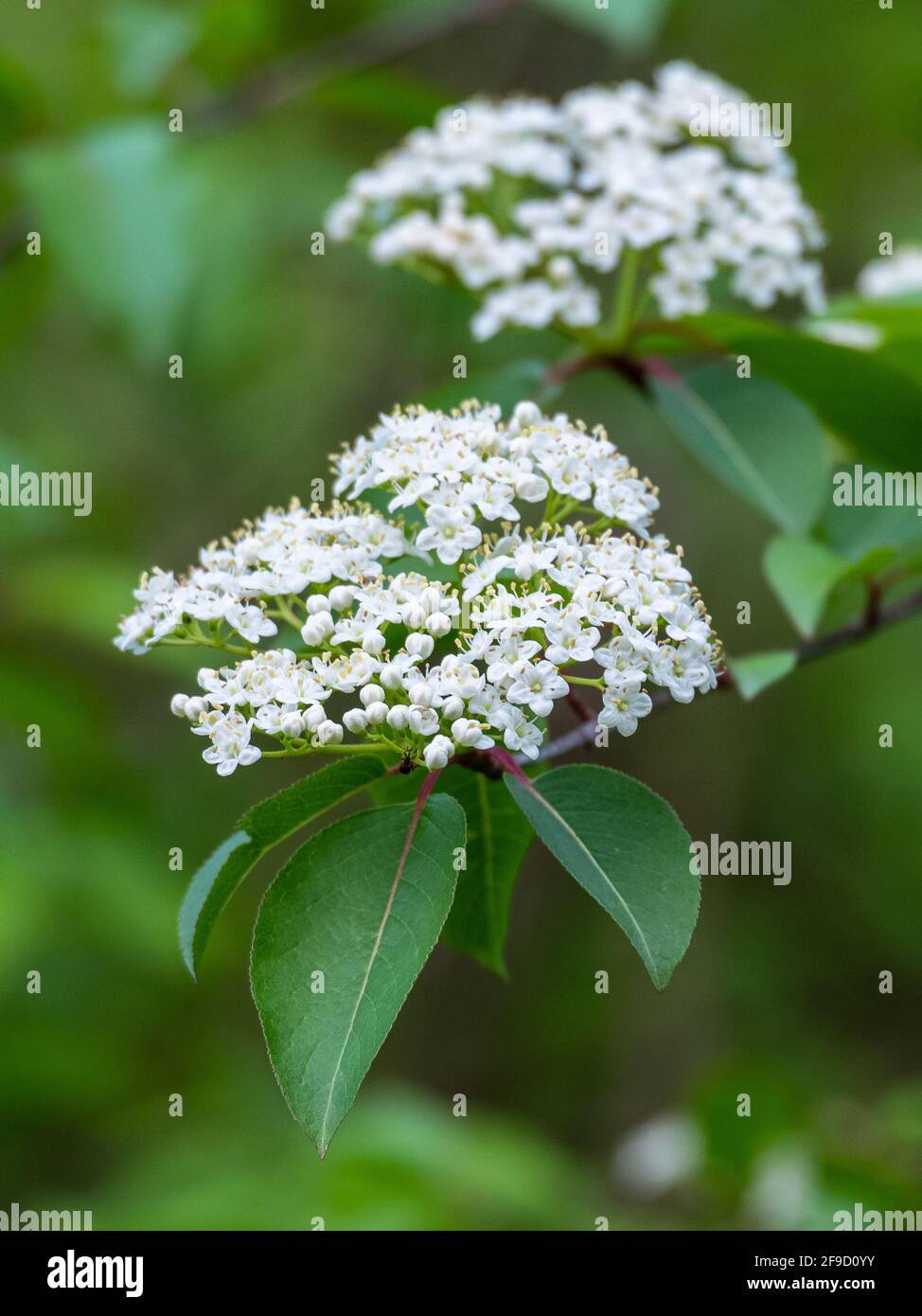 Black haw viburnum prunifolium hi-res stock photography and images - Alamy