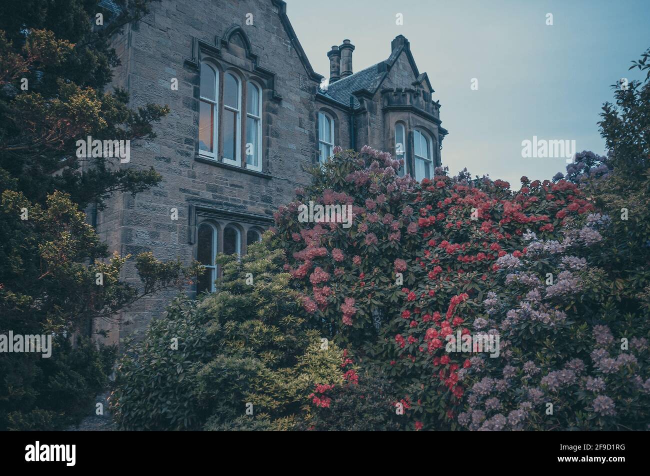 Bushes full of flowers in front of a typical Scottish house, Stirling ...