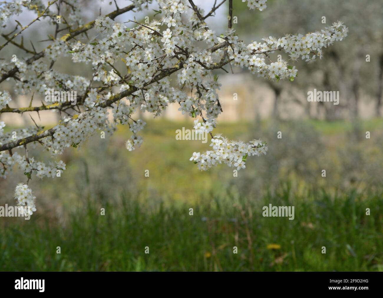 plum tree in bloom in a countryside field. Springtime background Stock ...