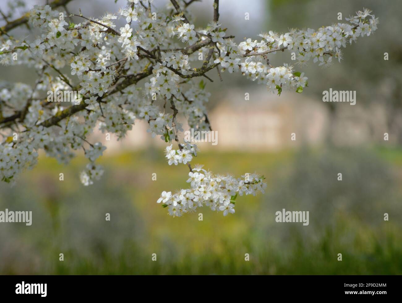 plum tree in bloom in a countryside field. Springtime background Stock ...