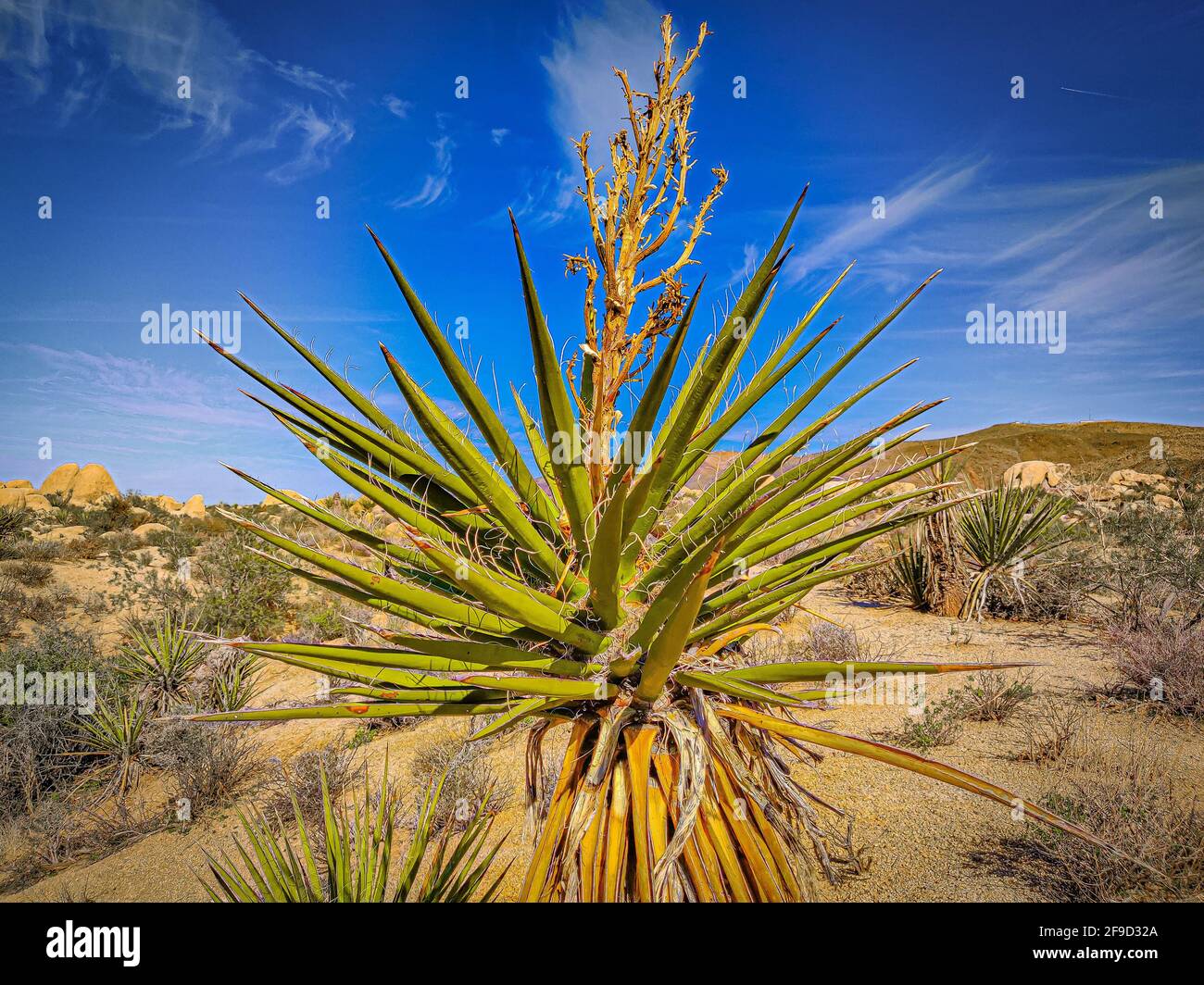 Closeup of a Mojave yucca or Spanish dagger plant growing in Joshua Tree National Park, USA ...