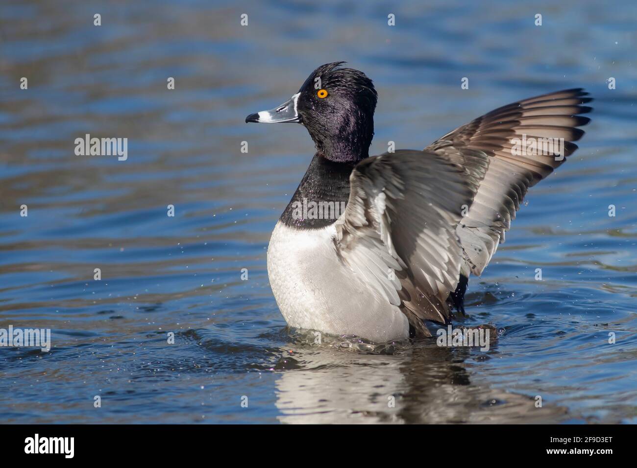 Ring-necked Duck (Aythya collaris) flexing wings Stock Photo - Alamy