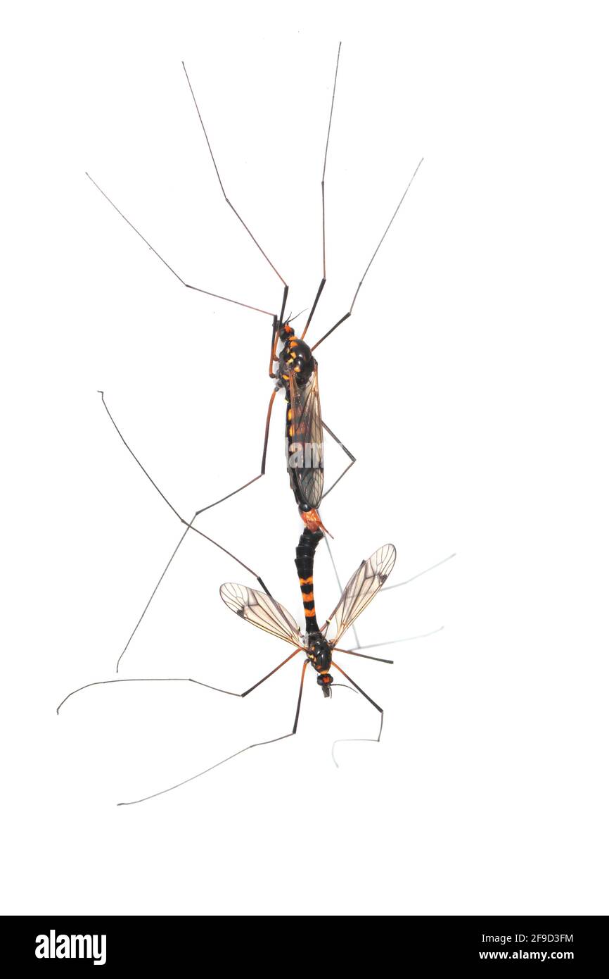 Legs insect insects long Cut Out Stock Images & Pictures - Alamy
