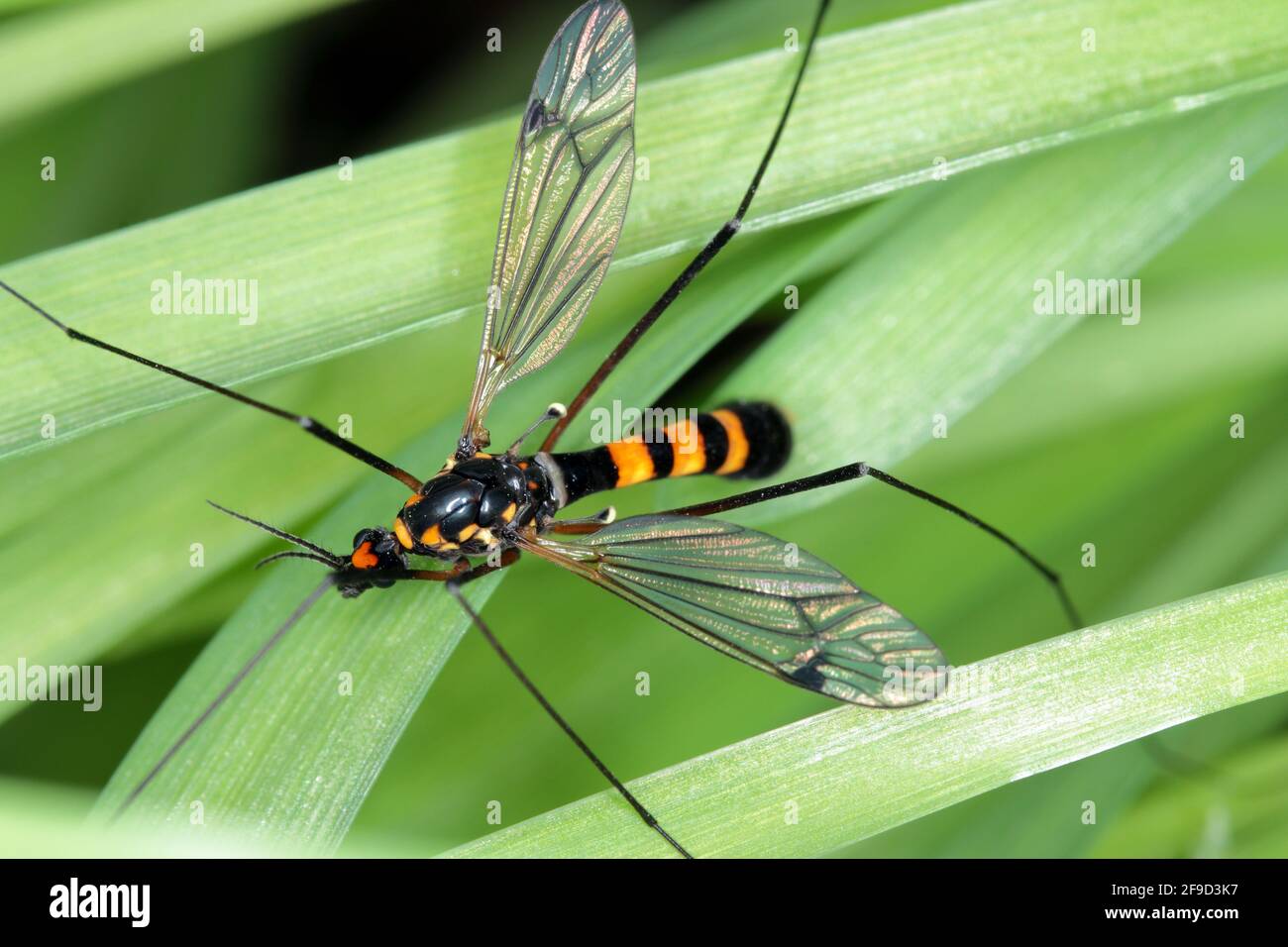 Crane fly is a common name referring to any member of the insect family ...